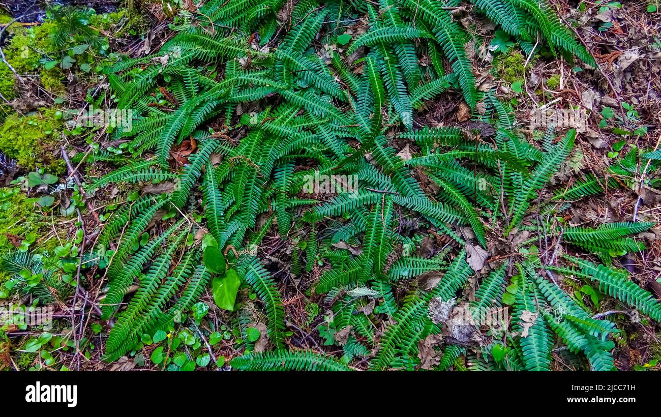 Swamp plants mosses ferns in hi-res stock photography and images - Alamy