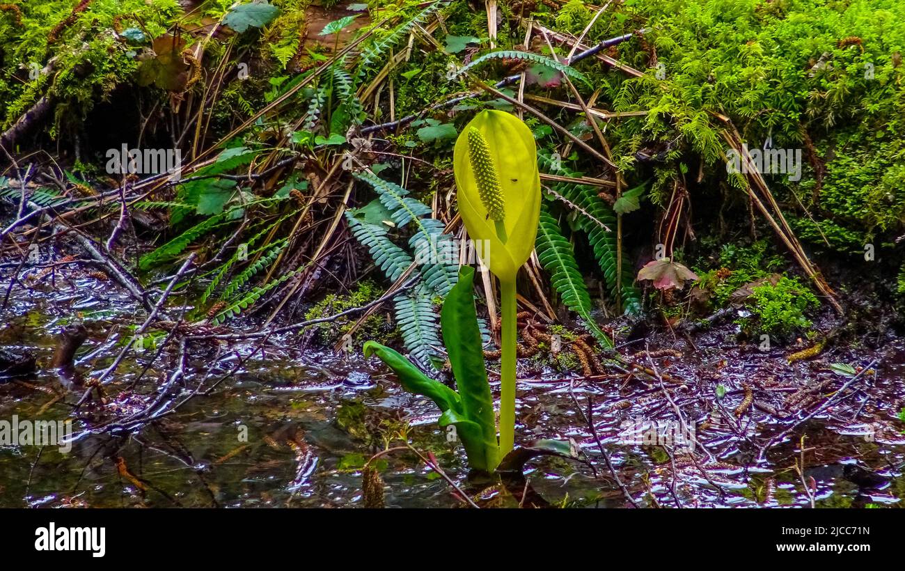 Western Skunk Cabbage (Lysichiton americanus) in a red alder grove ...