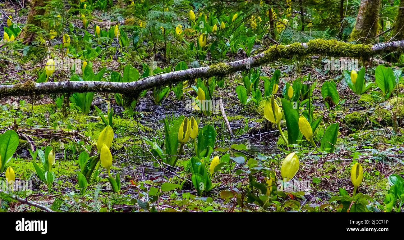 Western Skunk Cabbage (Lysichiton americanus) in a red alder grove ...