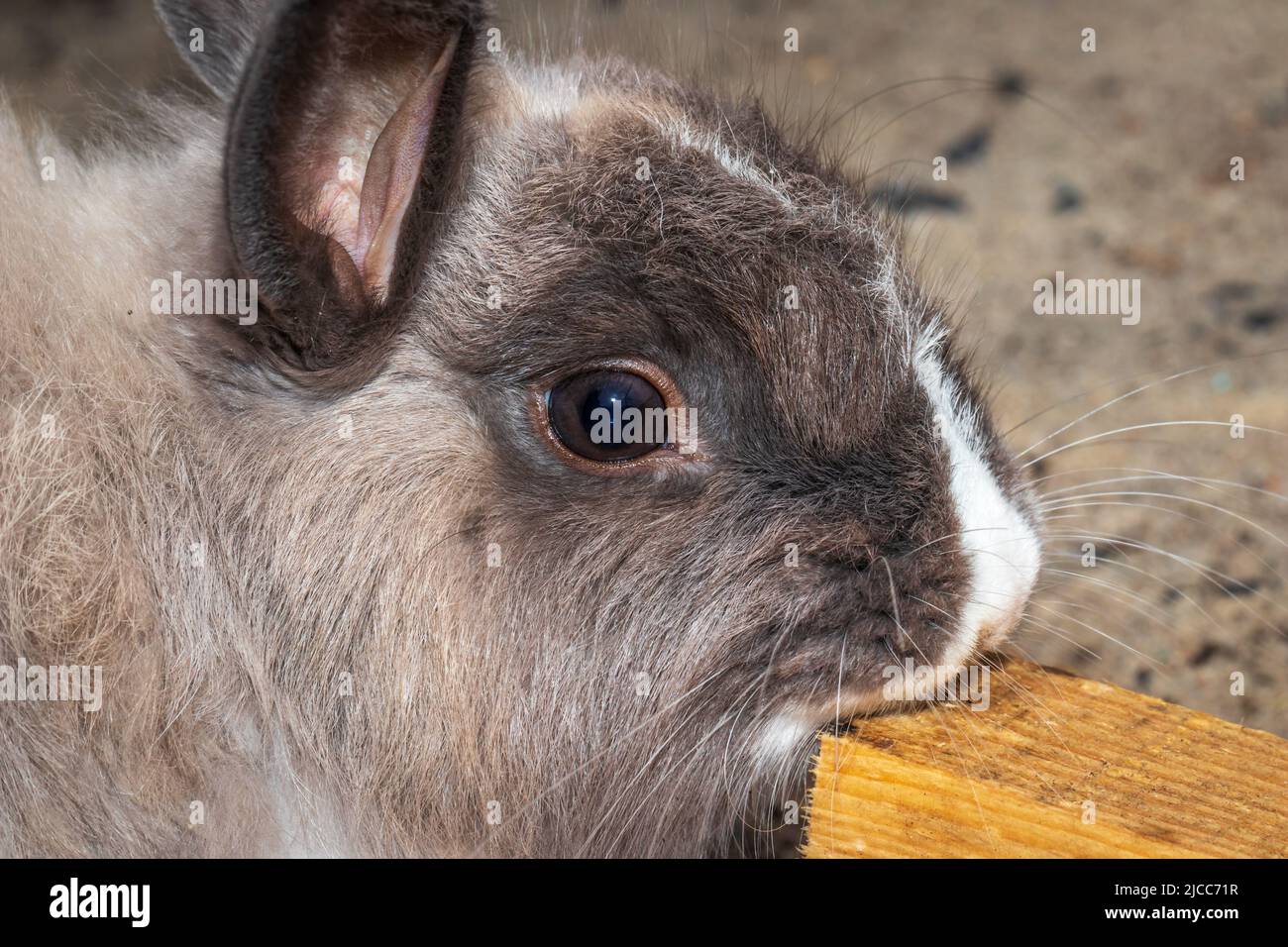 Domestic grey Jersey Wooly rabbit, Cape Town, South Africa Stock Photo ...