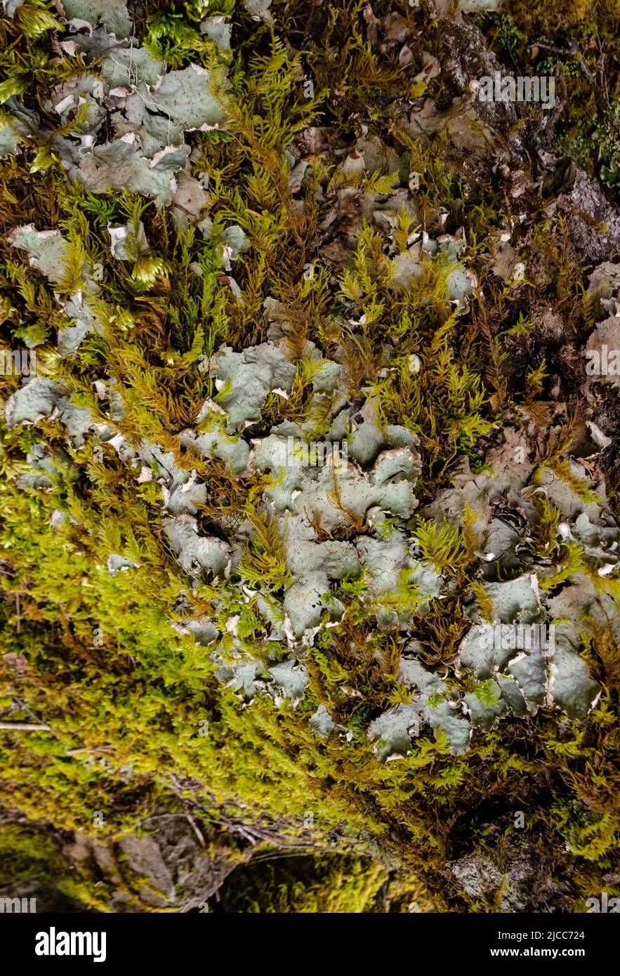 Swamp plants, mosses and ferns in a damp forest. United States ...