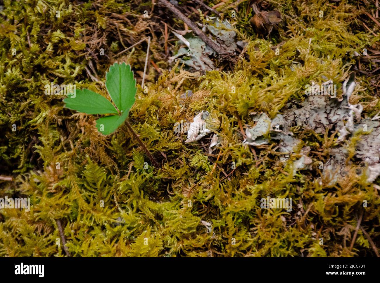 Swamp plants, mosses and ferns in a damp forest. United States ...