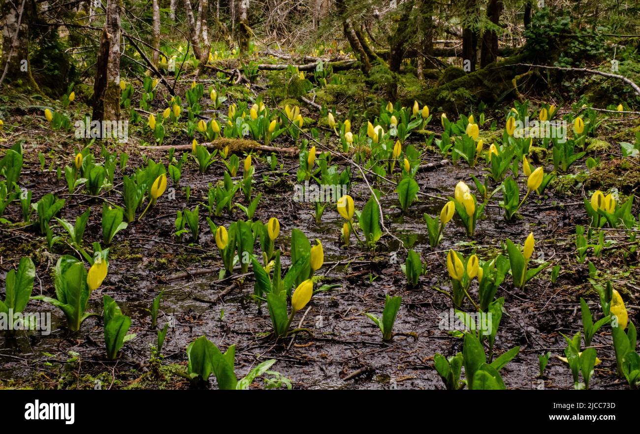 Western Skunk Cabbage (Lysichiton americanus) in a red alder grove ...
