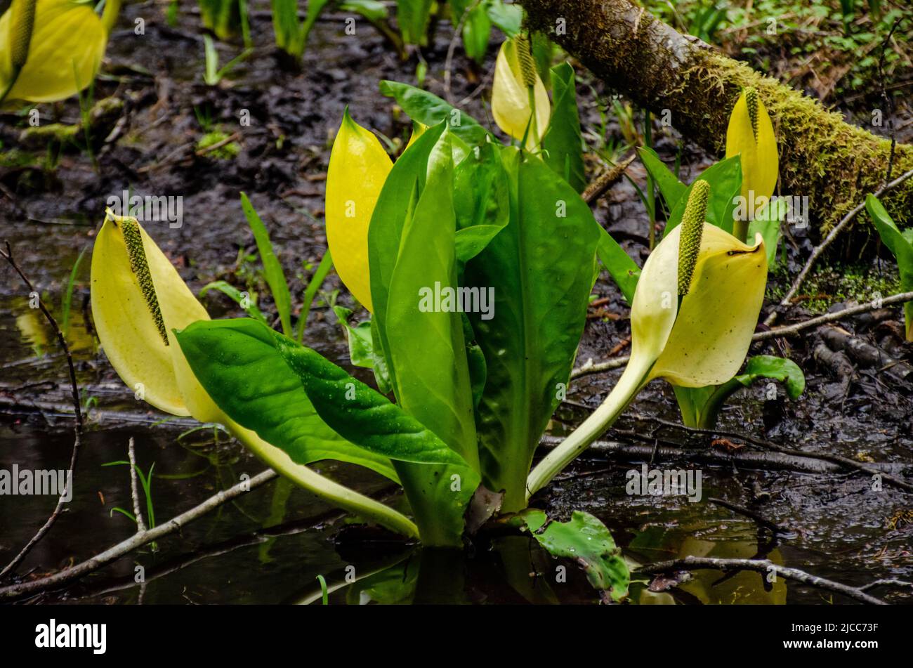 Western Skunk Cabbage (Lysichiton americanus) in a red alder grove ...