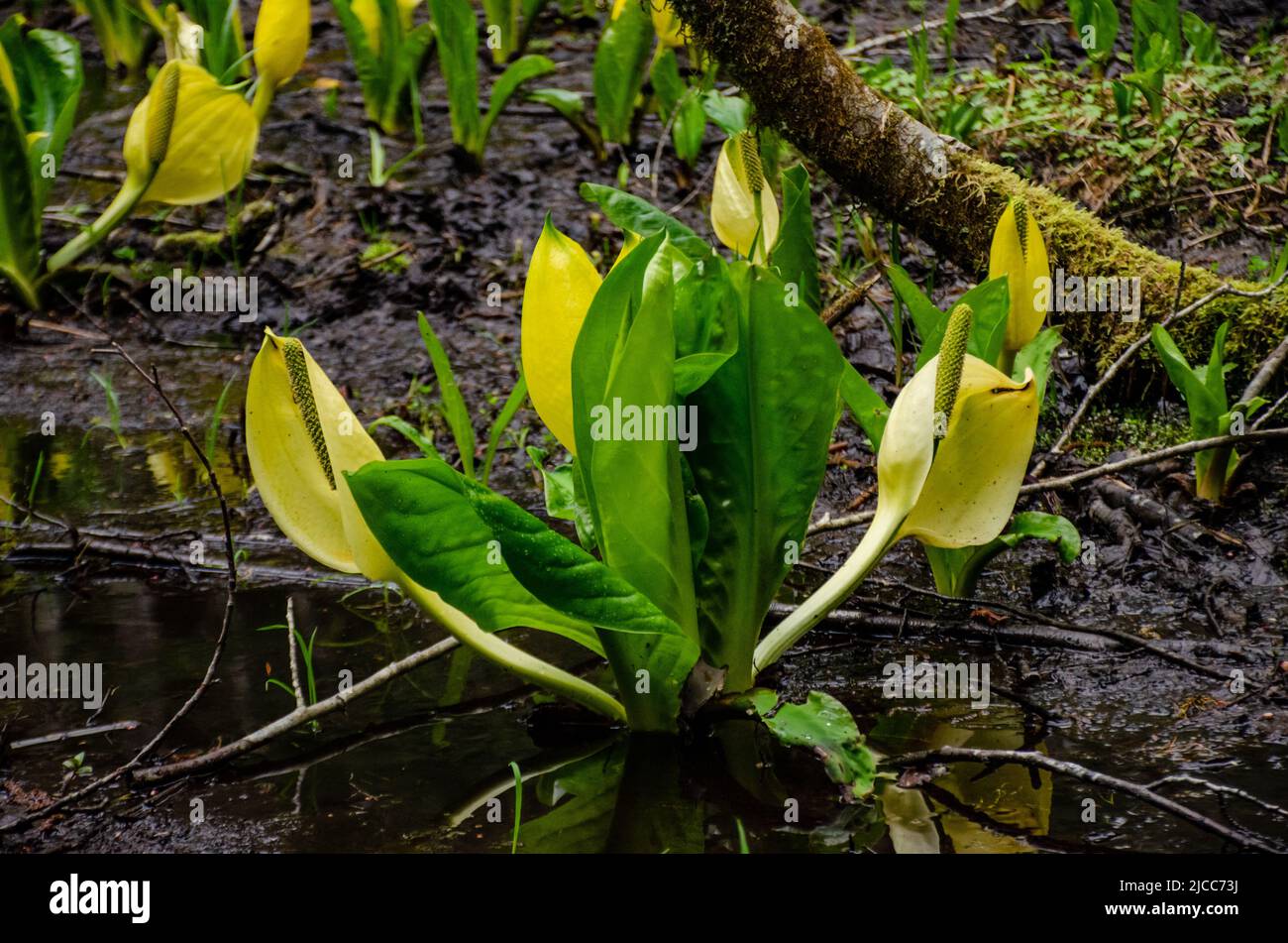 Western Skunk Cabbage (Lysichiton americanus) in a red alder grove ...