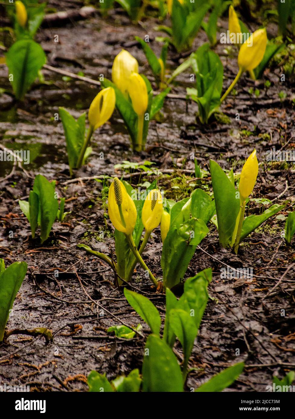Western Skunk Cabbage (Lysichiton americanus) in a red alder grove ...