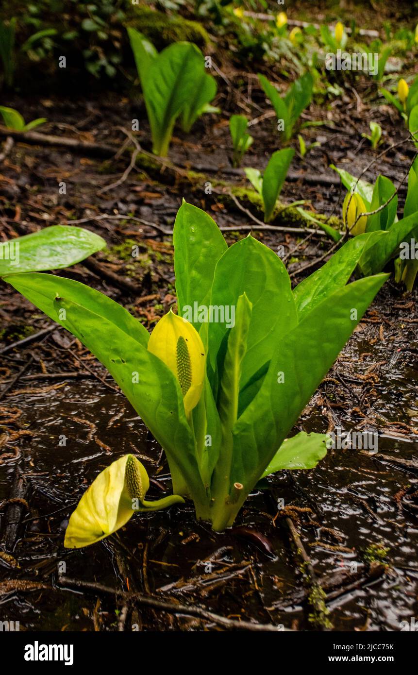 Western Skunk Cabbage (Lysichiton americanus) in a red alder grove ...
