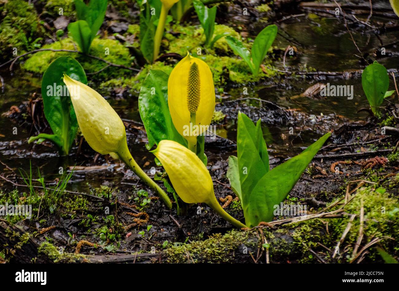 Western Skunk Cabbage (Lysichiton americanus) in a red alder grove ...