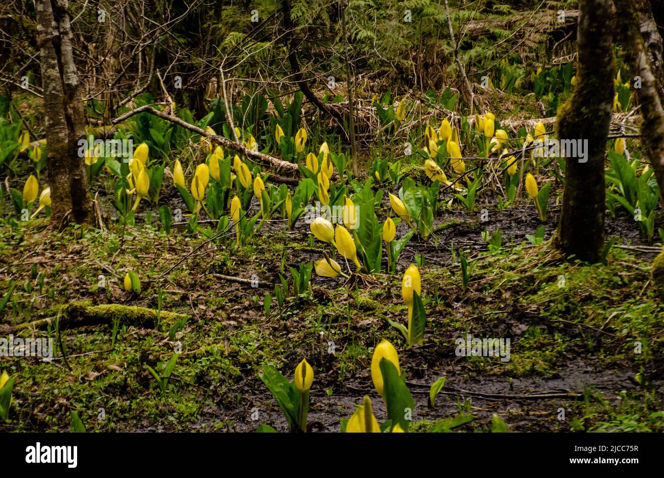 Western Skunk Cabbage (Lysichiton americanus) in a red alder grove ...
