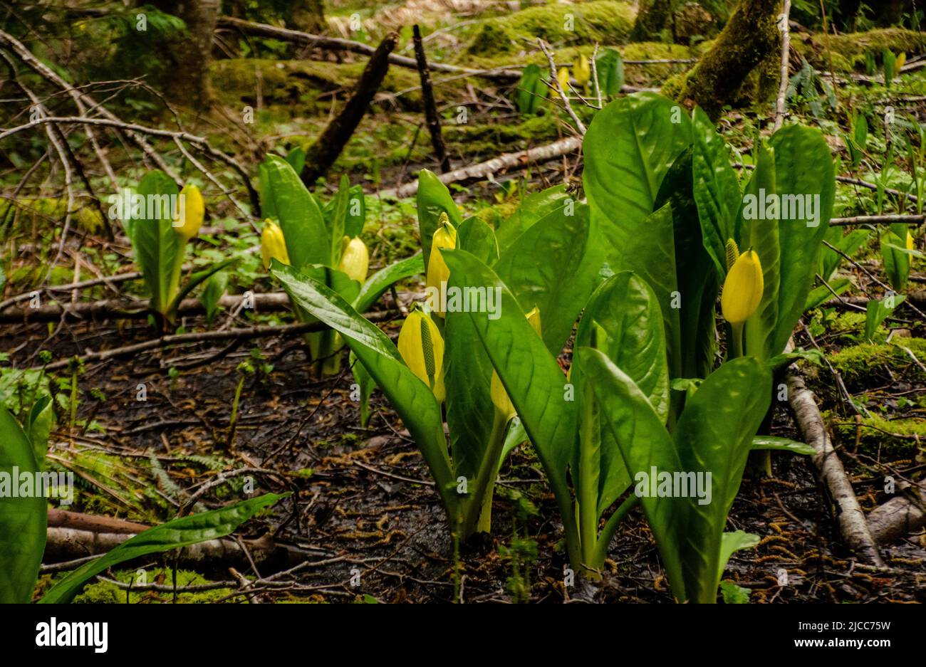 Western Skunk Cabbage (Lysichiton americanus) in a red alder grove ...