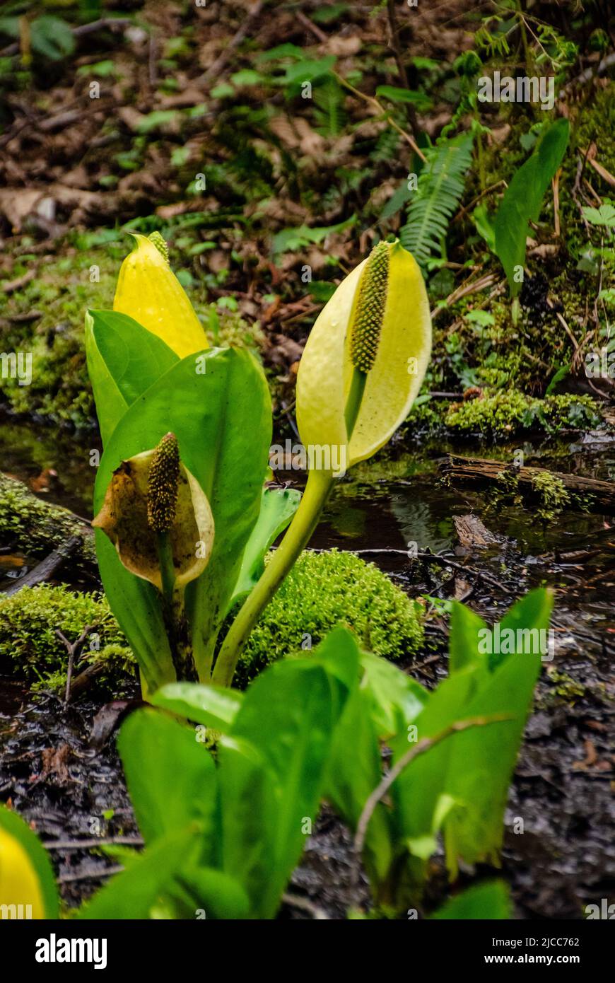 Western Skunk Cabbage (Lysichiton americanus) in a red alder grove ...