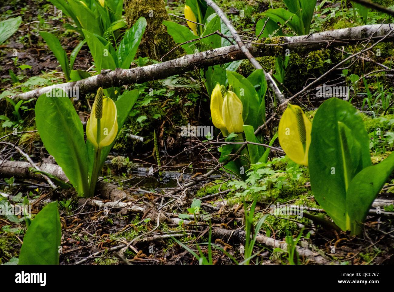 Western Skunk Cabbage (Lysichiton americanus) in a red alder grove ...