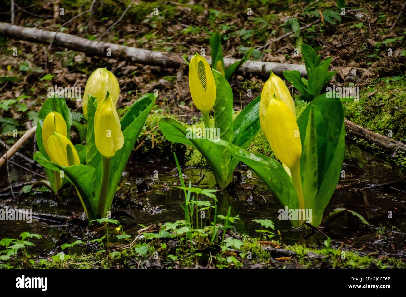Western Skunk Cabbage (Lysichiton americanus) in a red alder grove ...