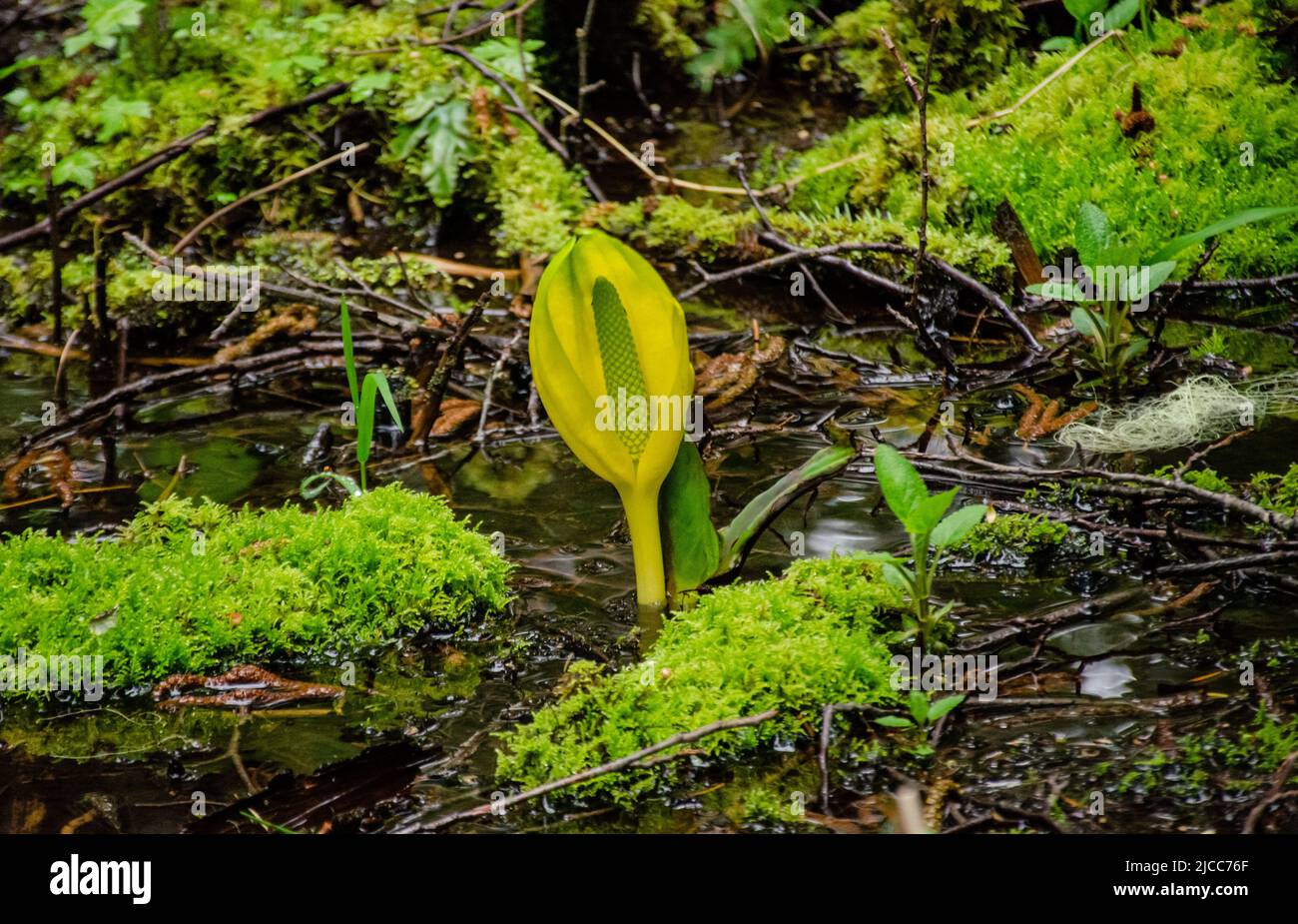 Western Skunk Cabbage (Lysichiton americanus) in a red alder grove ...