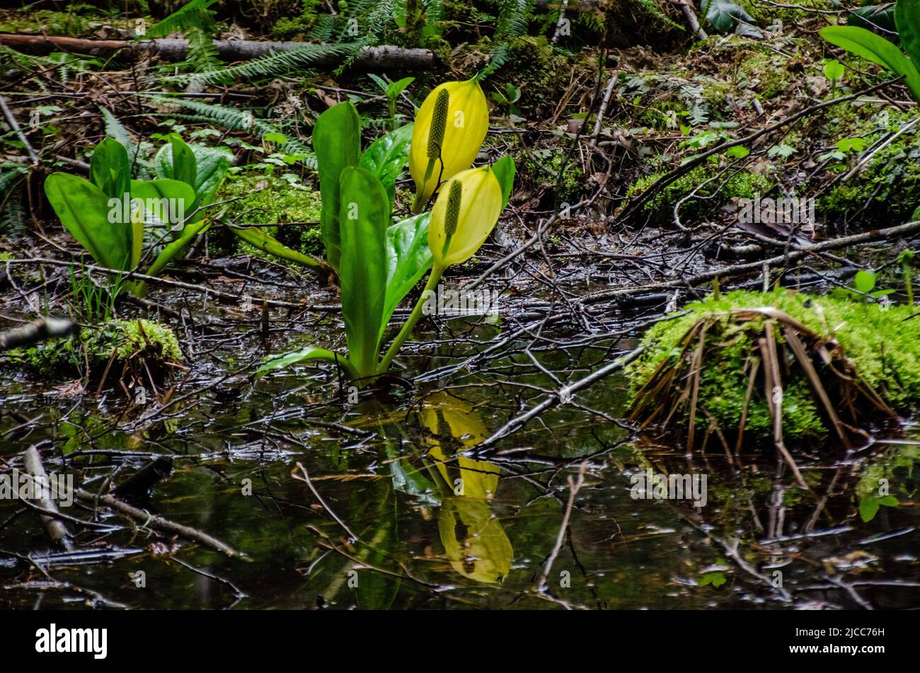 Western Skunk Cabbage (Lysichiton americanus) in a red alder grove ...