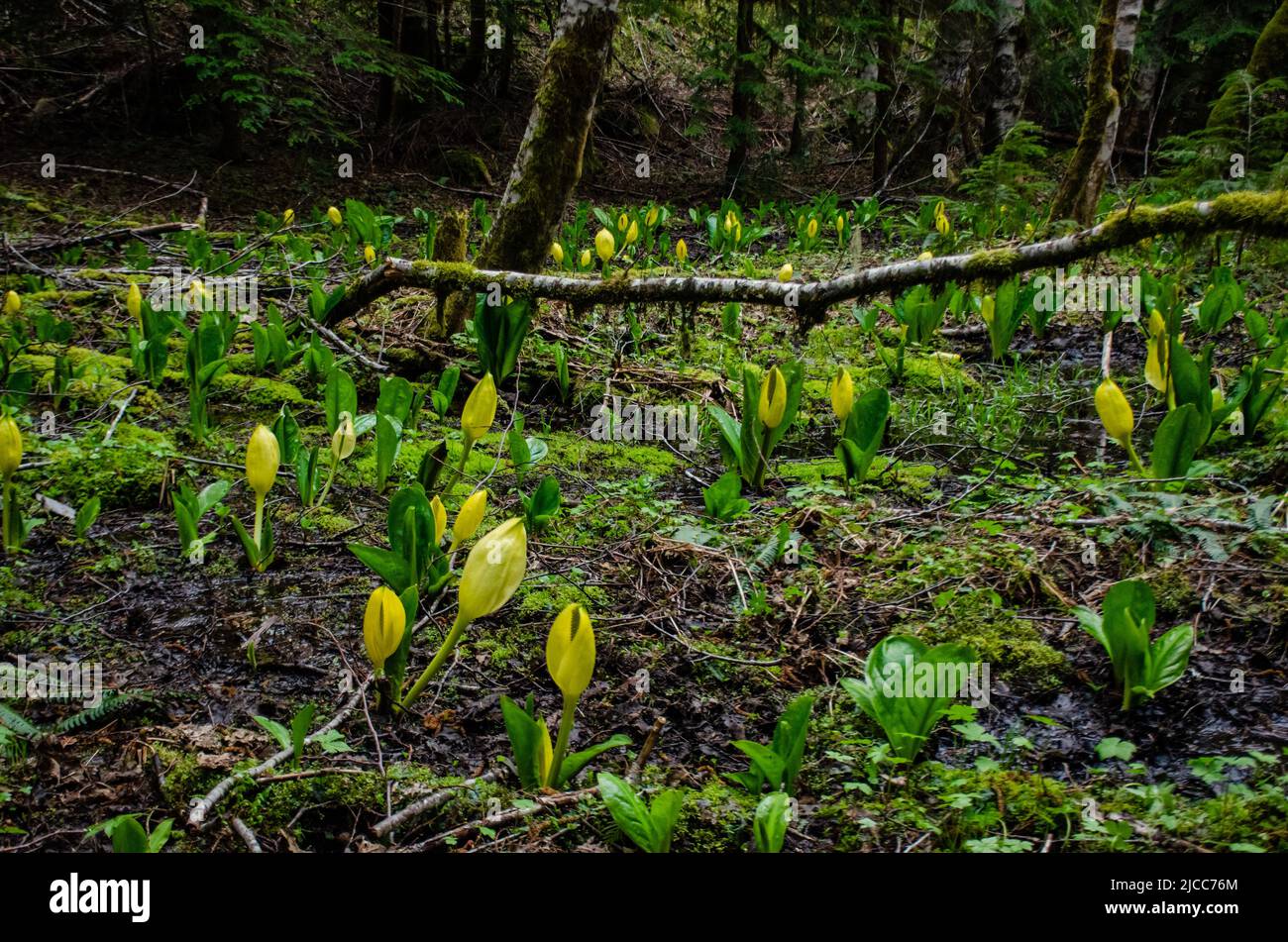 Western Skunk Cabbage (Lysichiton americanus) in a red alder grove ...