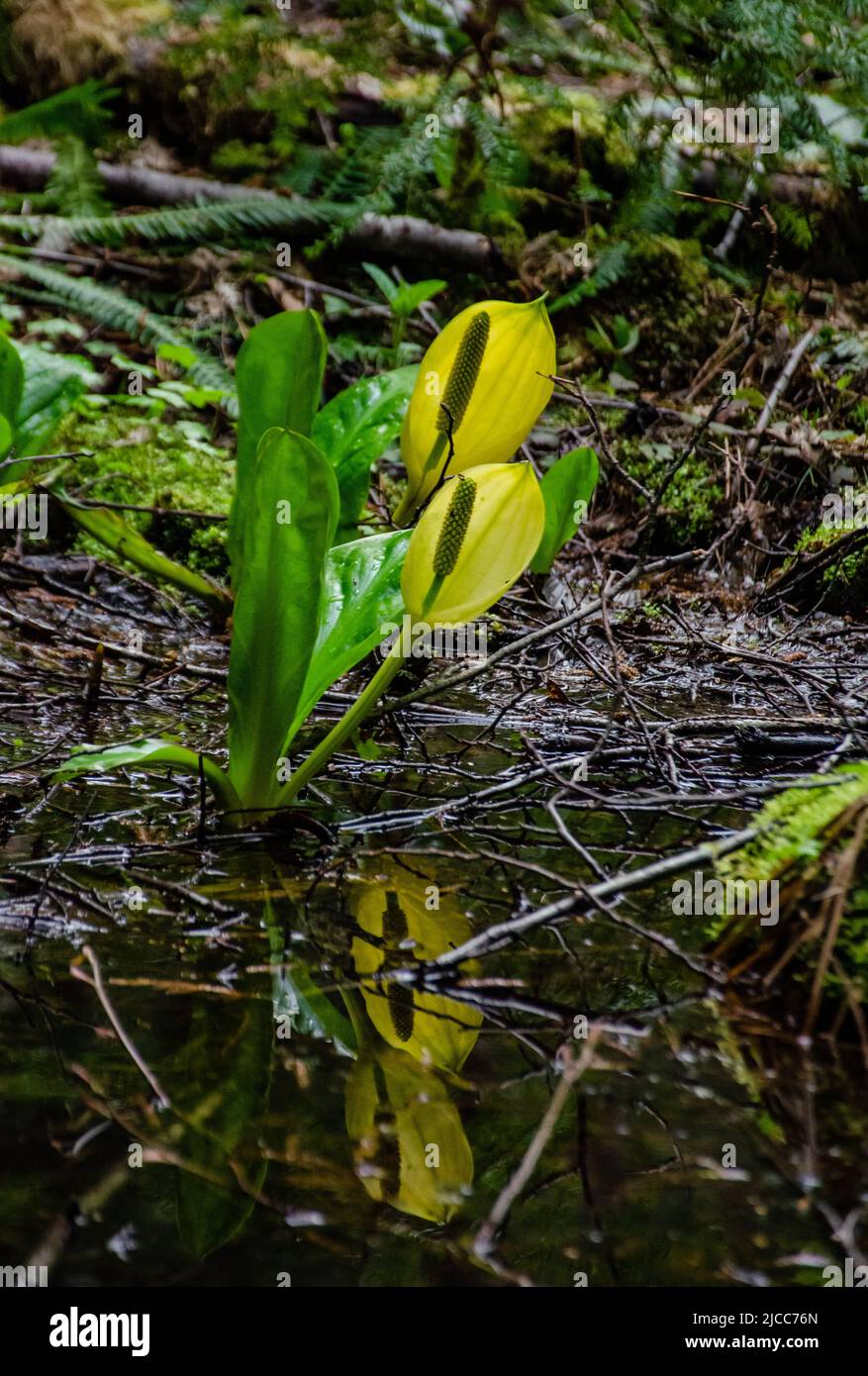 Western Skunk Cabbage (Lysichiton americanus) in a red alder grove ...