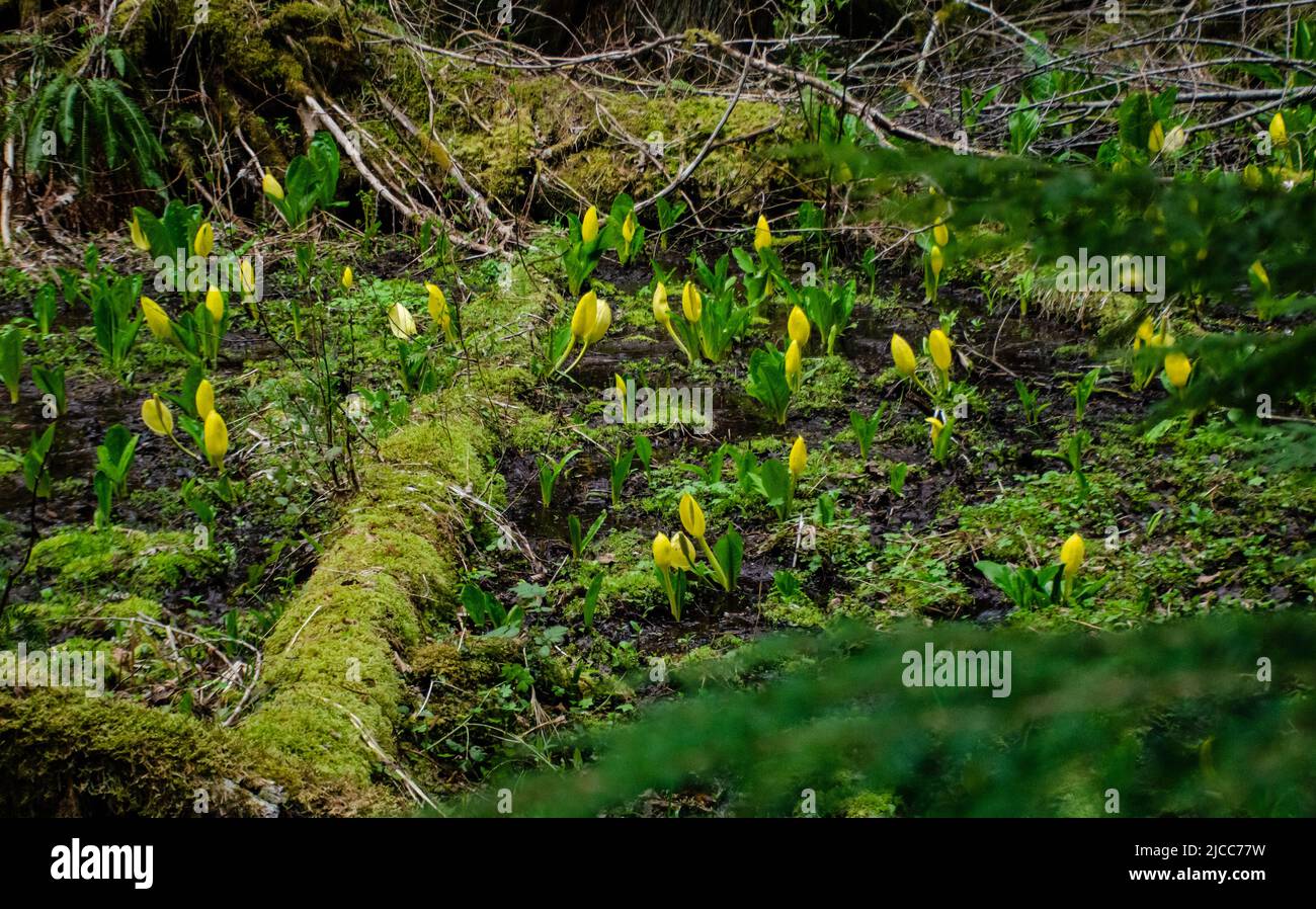 Western Skunk Cabbage (Lysichiton americanus) in a red alder grove ...