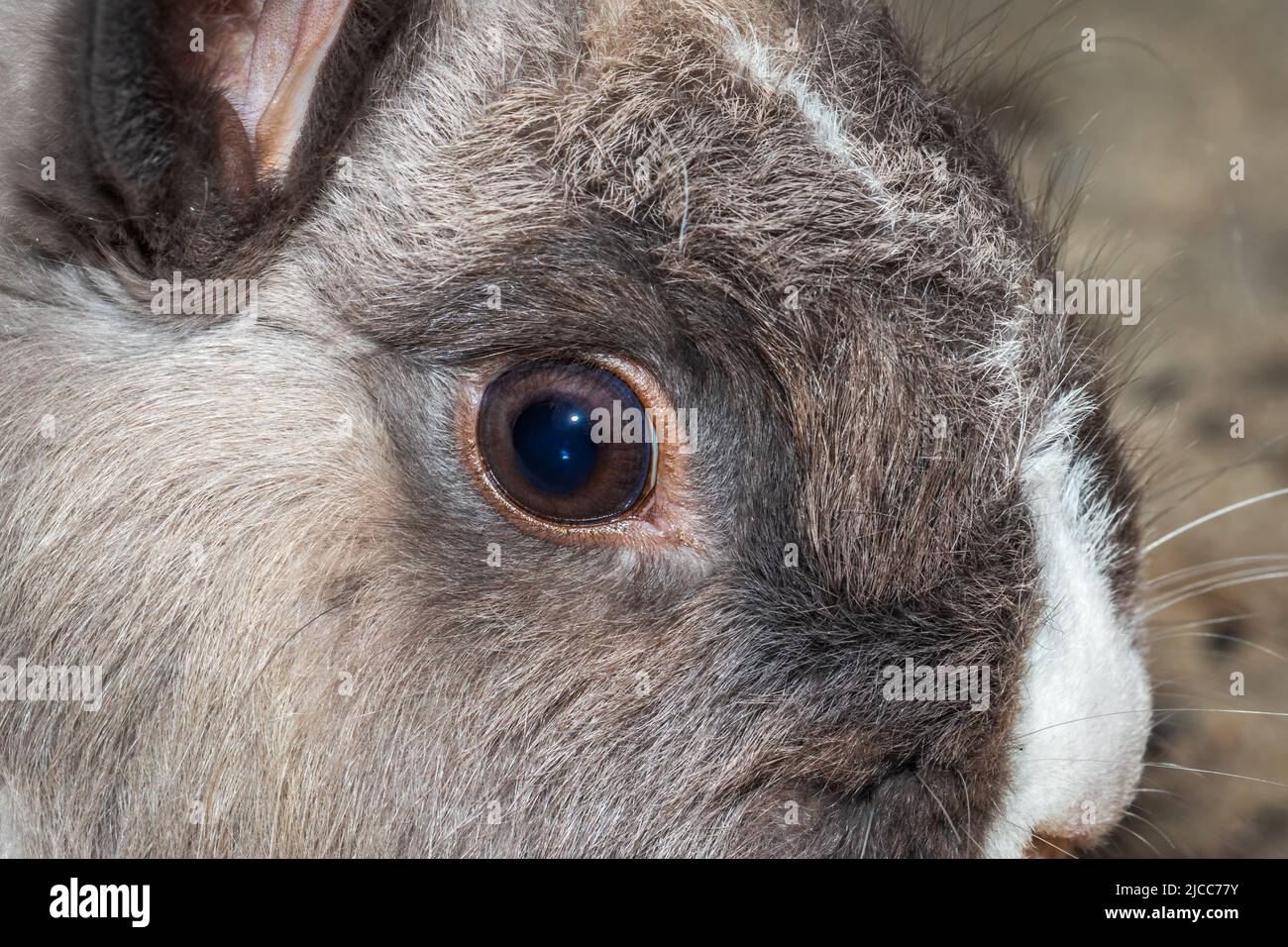 Domestic grey Jersey Wooly rabbit, Cape Town, South Africa Stock Photo ...