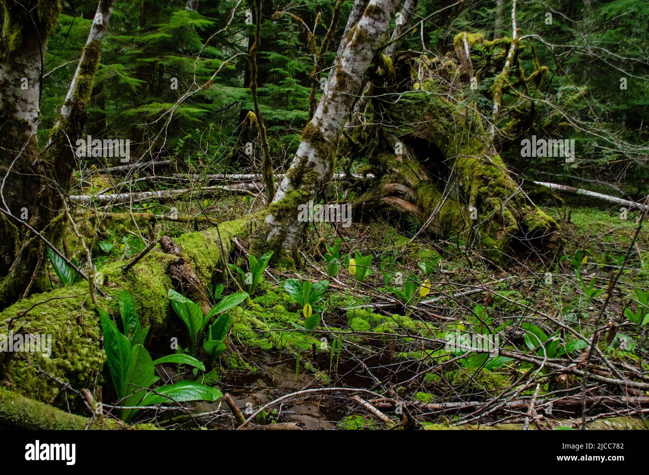 Western Skunk Cabbage (Lysichiton americanus) in a red alder grove ...