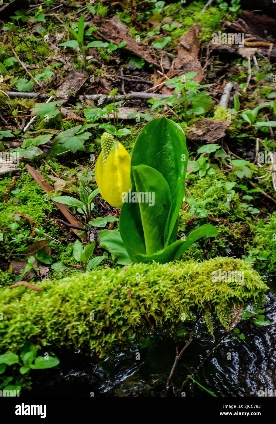 Western Skunk Cabbage (Lysichiton americanus) in a red alder grove ...