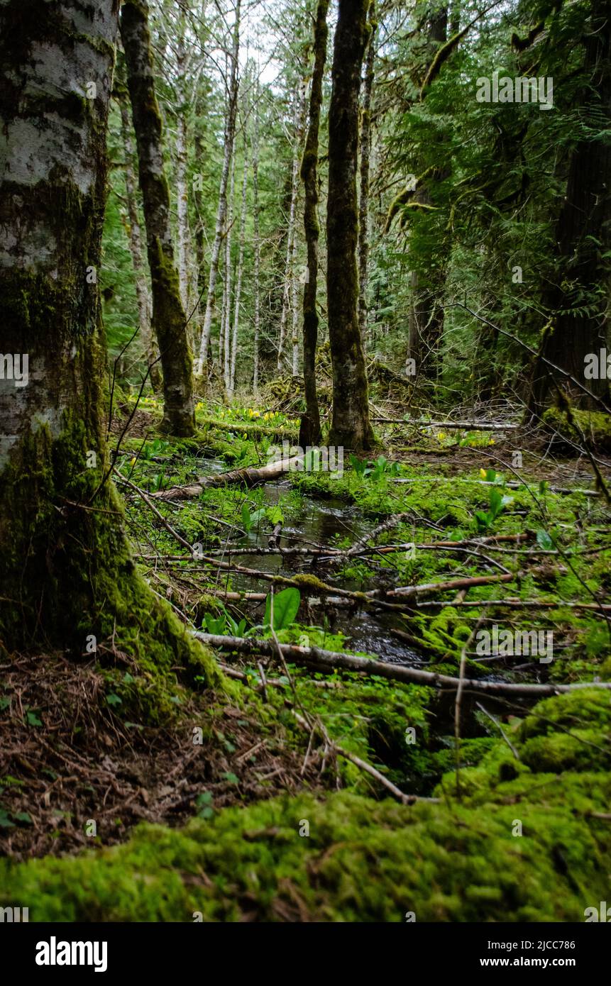 Swamp plants, mosses and ferns in a damp forest. Washington State Stock ...