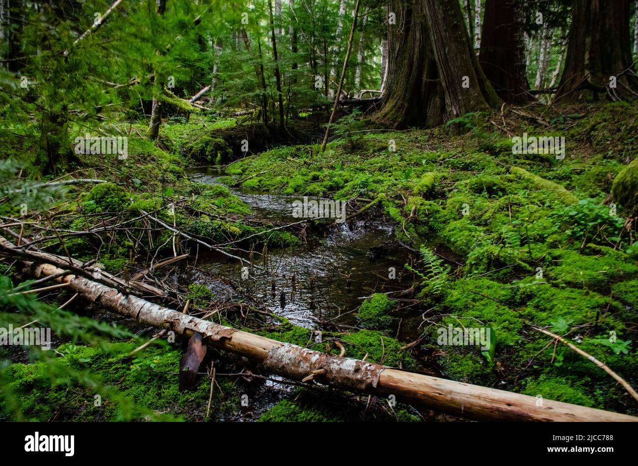 Swamp plants, mosses and ferns in a damp forest. Washington State, USA ...