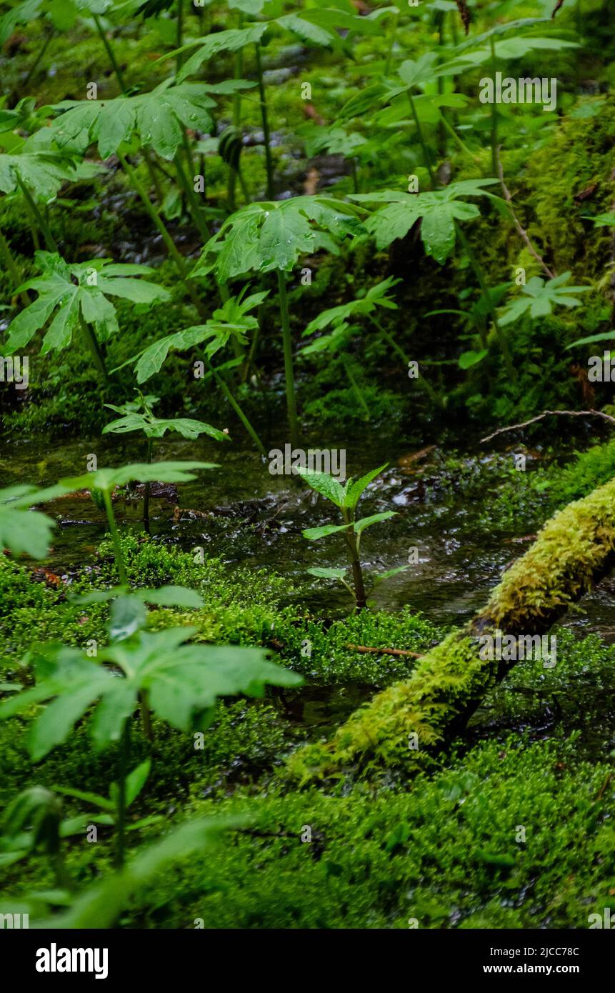 Swamp plants, mosses and ferns in a damp forest. Washington State, USA ...