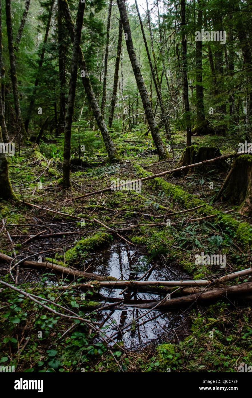 Swamp plants, mosses and ferns in a damp forest. Washington State, USA ...