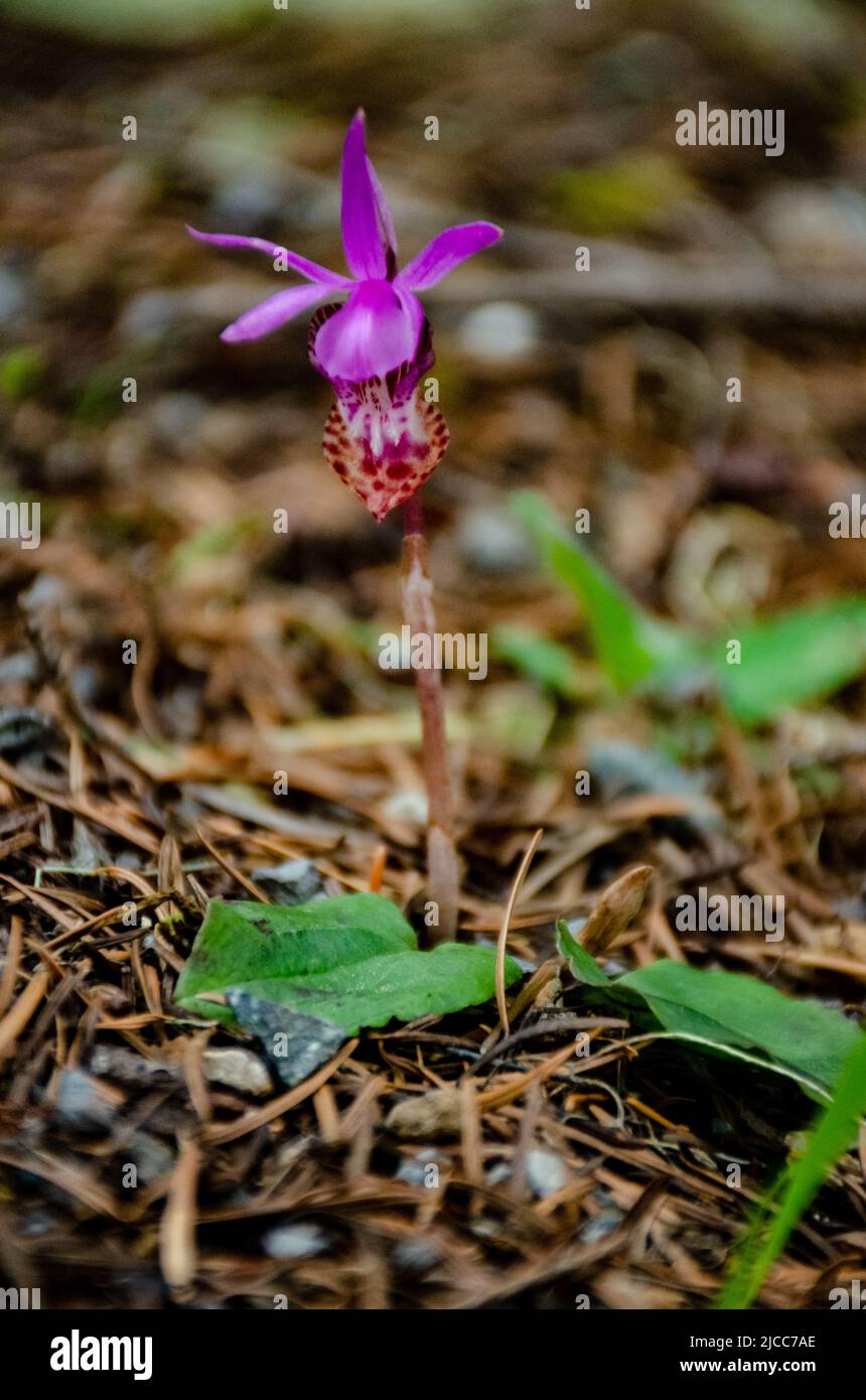 Blooming wild orchid in wet forest in Washington state, USA Stock Photo ...