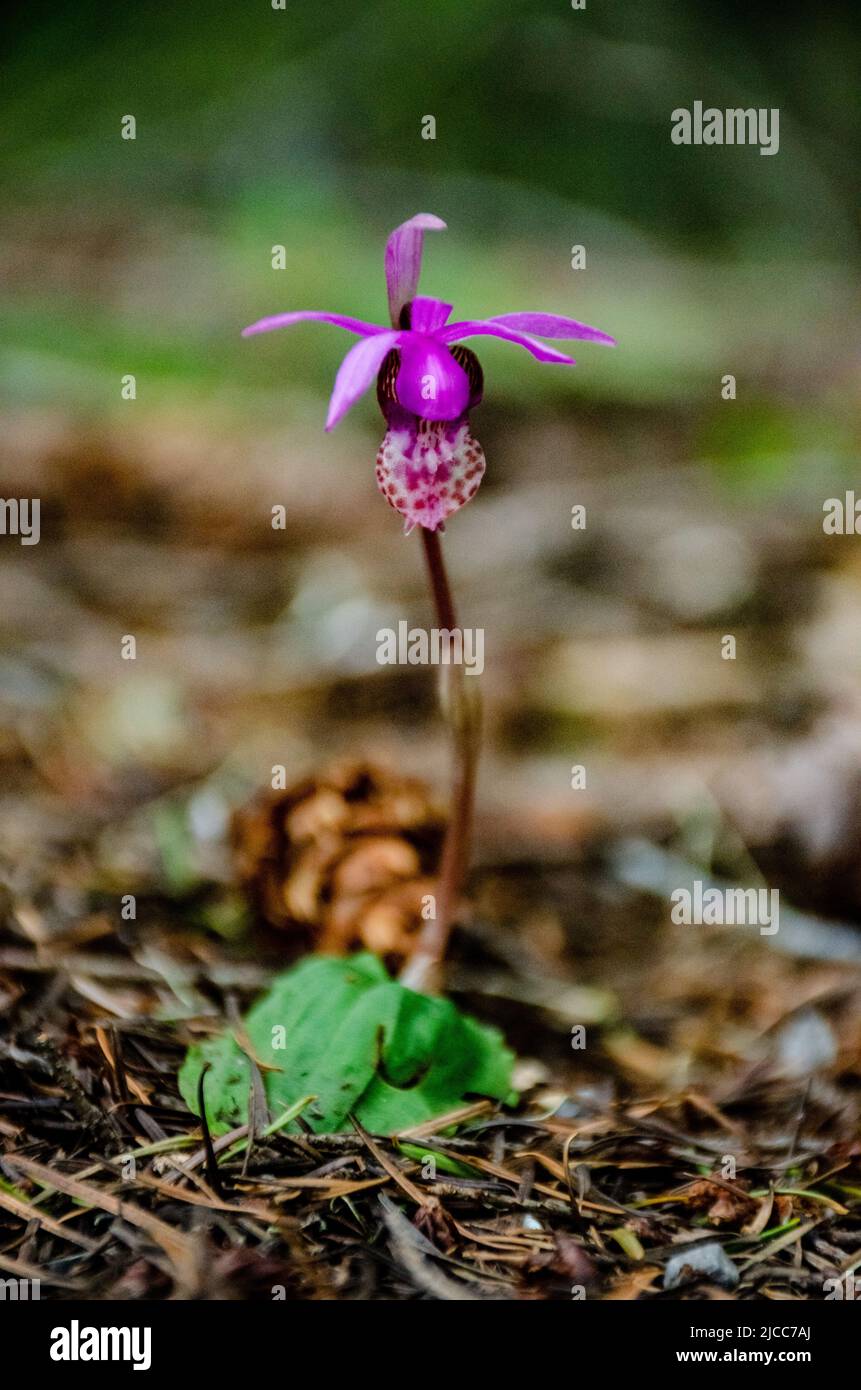 Blooming wild orchid in wet forest in Washington state, USA Stock Photo ...