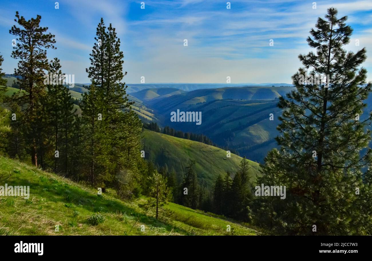 The landscape, blooming green hills overgrown with single trees and ...
