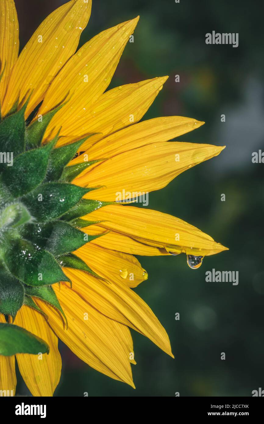 Yellow common sunflower (Helianthus annuus) plant, Uganda, Africa Stock ...