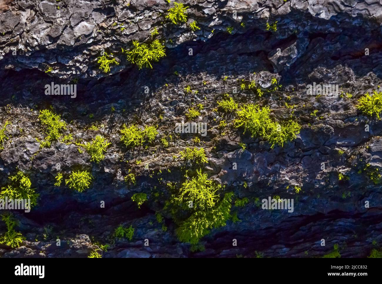 Lichen on bark pine trees hi-res stock photography and images - Alamy