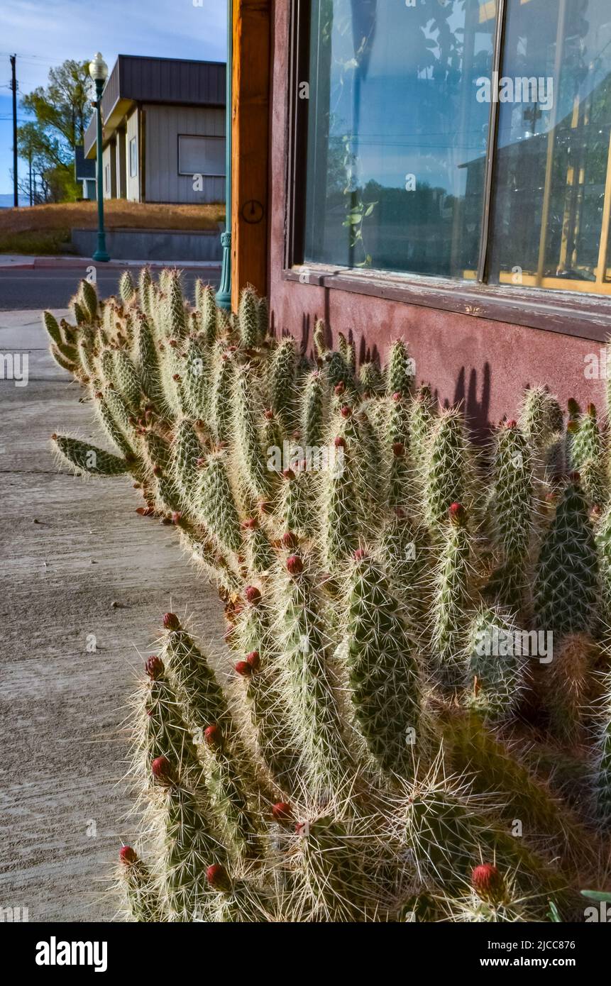 AREGON, USA - MAY 02, 2018: - Blooming prickly pear cacti in the ...