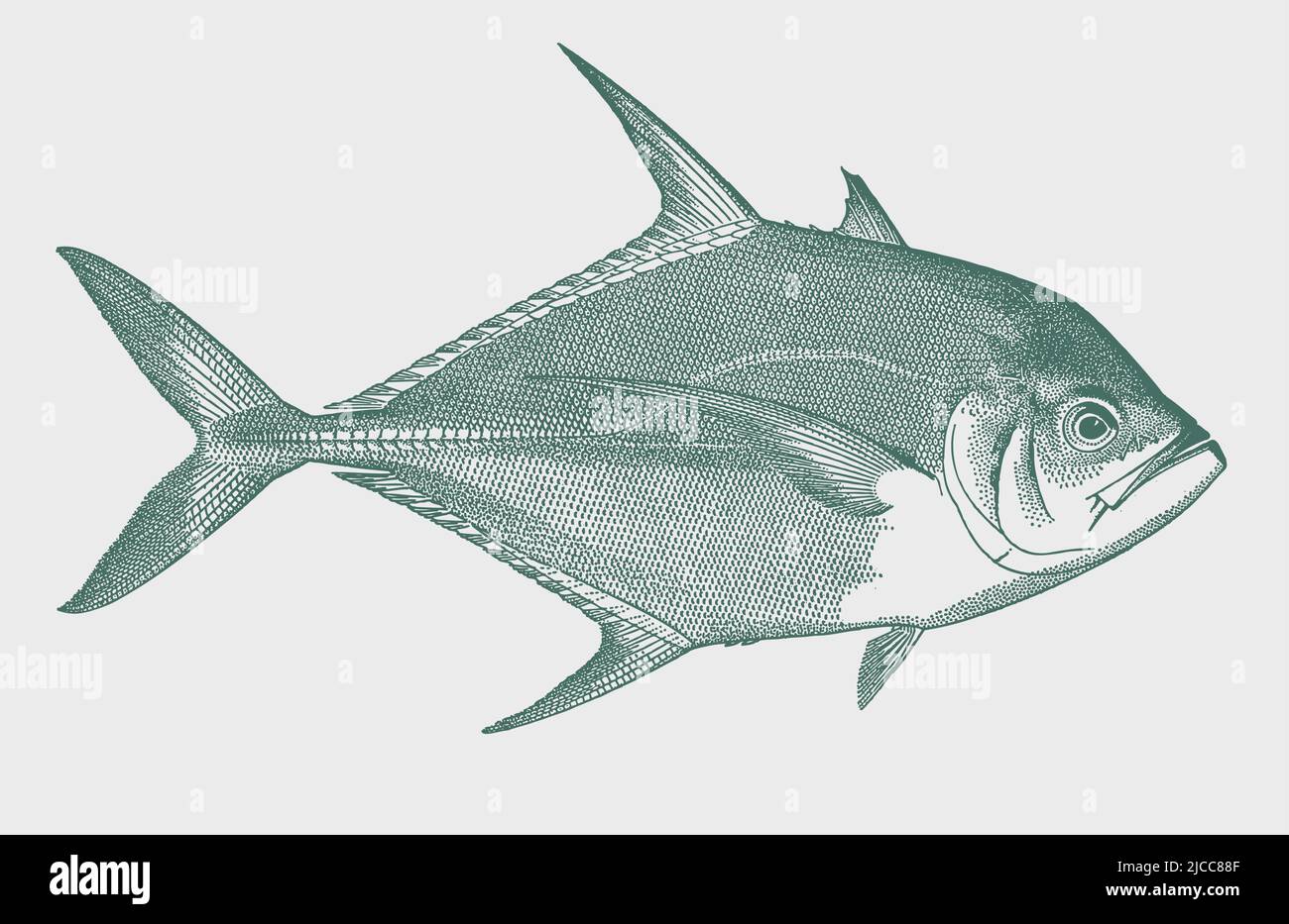 Ulua Drawing
