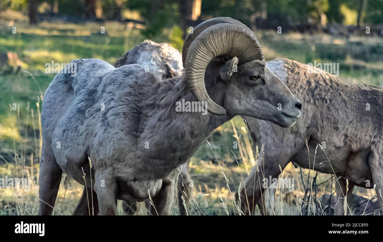 The California bighorn sheep (OVIS CANADENSIS) is at home in rugged ...