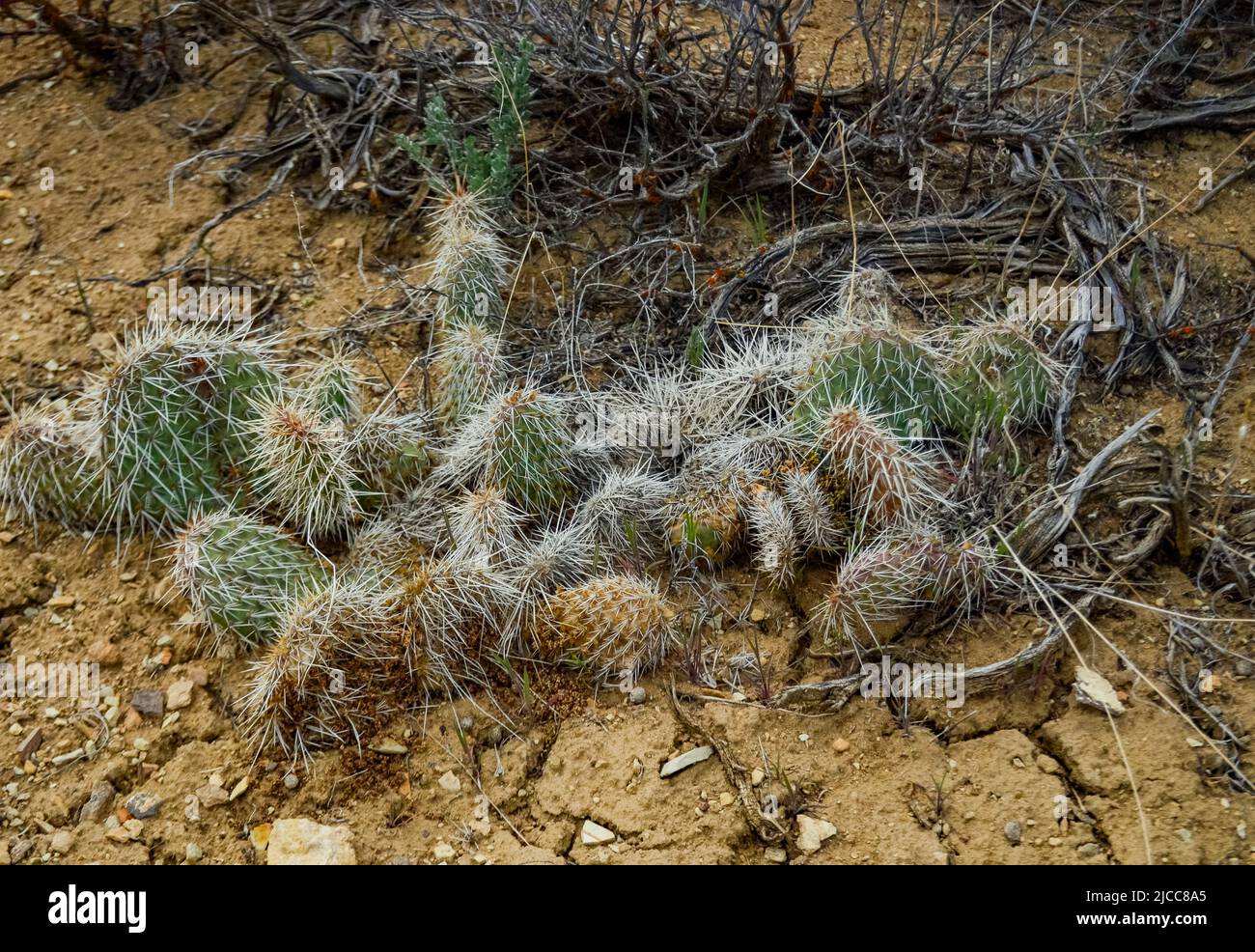 Prickly Pear Cactus, Opuntia sp. with white spines, Utah USA Stock ...