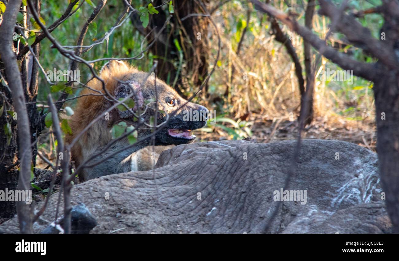 Spotted hyena at an elephant kill Stock Photo - Alamy