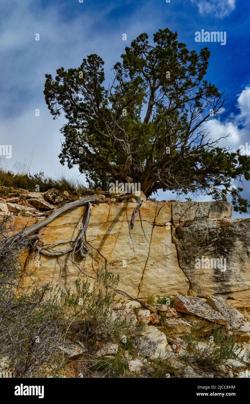 Extreme tree growth at the edge of the Red Layered Rocks in Utah, USA ...