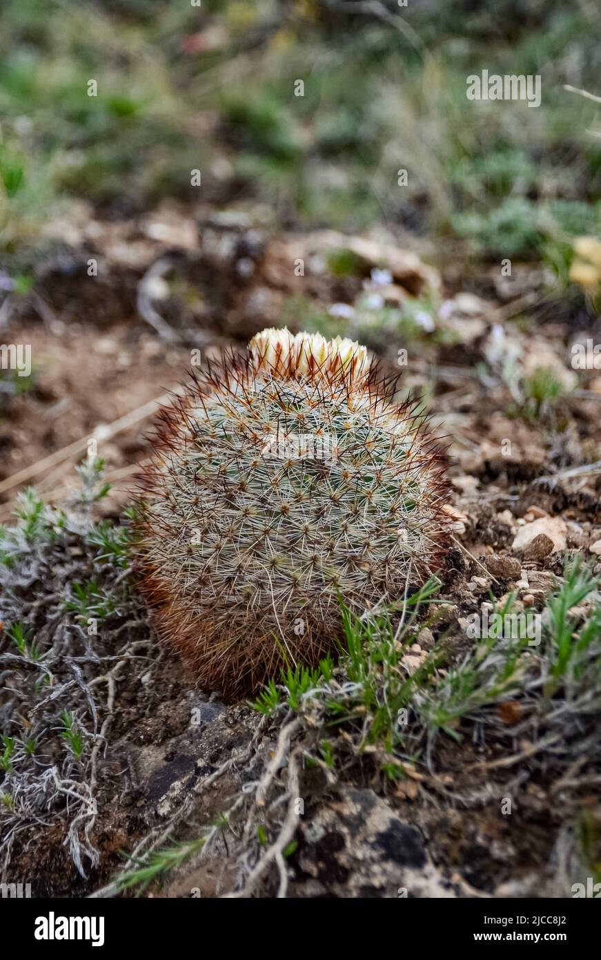 Blooming yellow flowers cactus Escobaria sp. in the north of Utah, USA ...