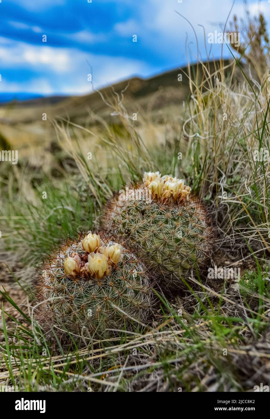 Blooming yellow flowers cactus Escobaria sp. in the north of Utah, USA ...