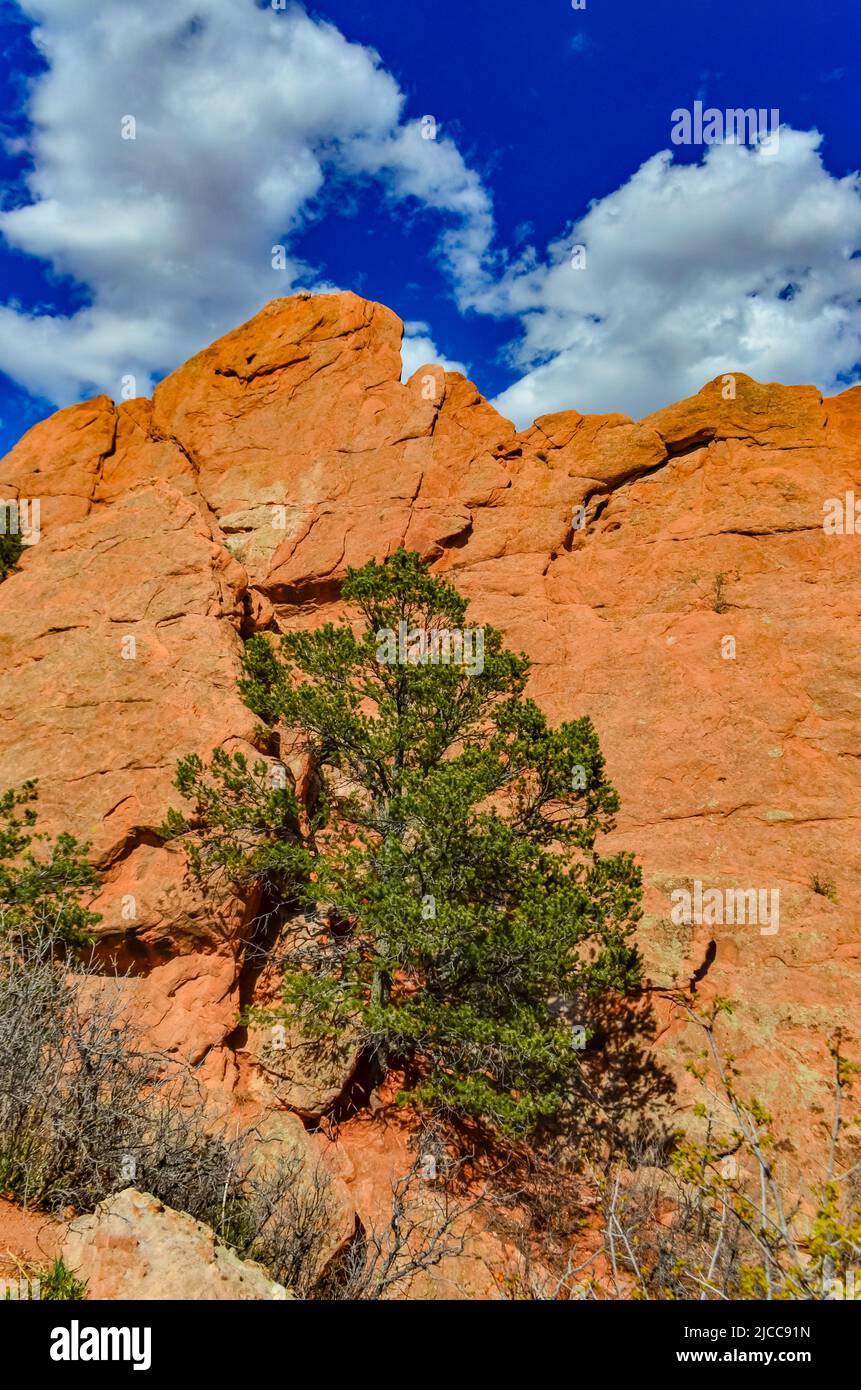 Eroded red-sandstone formations. Garden of the Gods, Colorado Springs ...