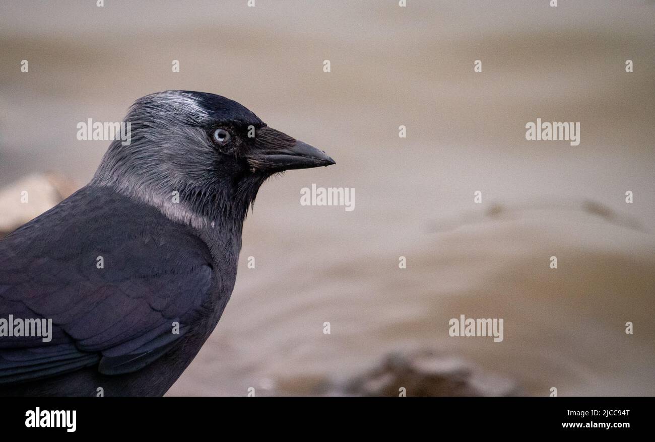 Jackdaw feather detail hi-res stock photography and images - Alamy