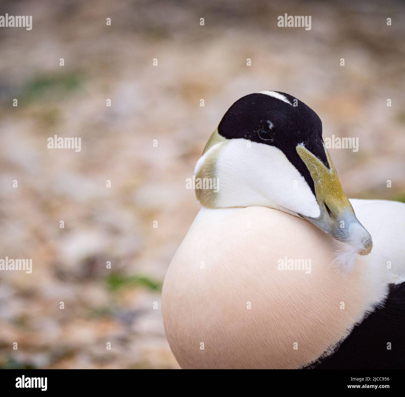 Male Eider Duck Close Up Looking Left to Right With Feather in Bill ...