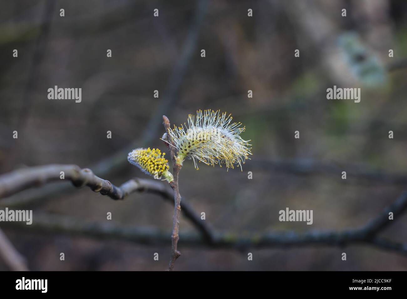 Inflorescence of th common sallow (latin name: Salix cinerea) in the ...