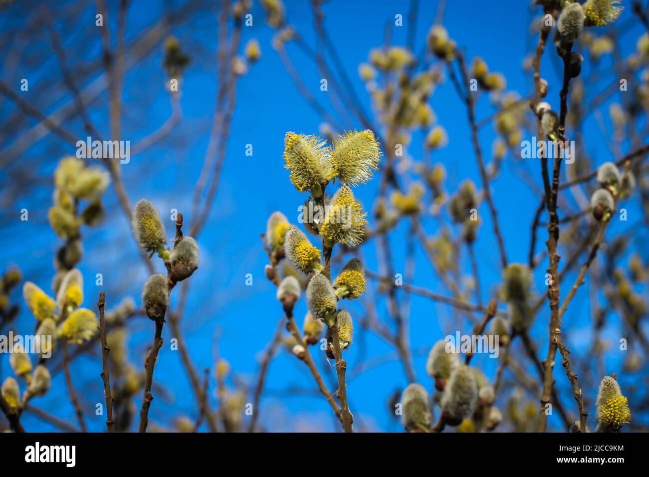 Inflorescence of th common sallow (latin name: Salix cinerea) in the ...