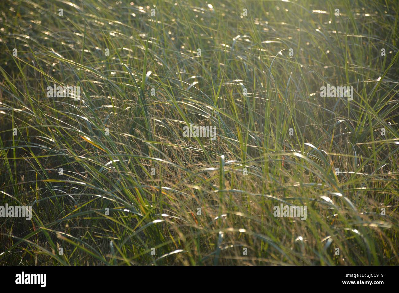 Wind damaged trees on Cavendish Beach, PEI Stock Photo - Alamy