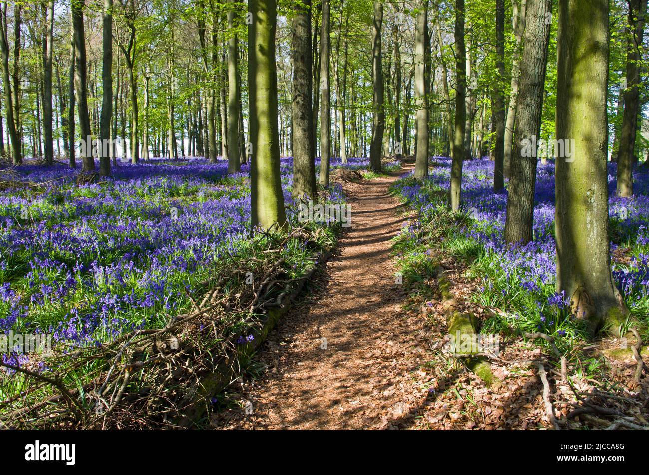 A path through the bluebells in Dockey Wood in spring in the UK Stock ...