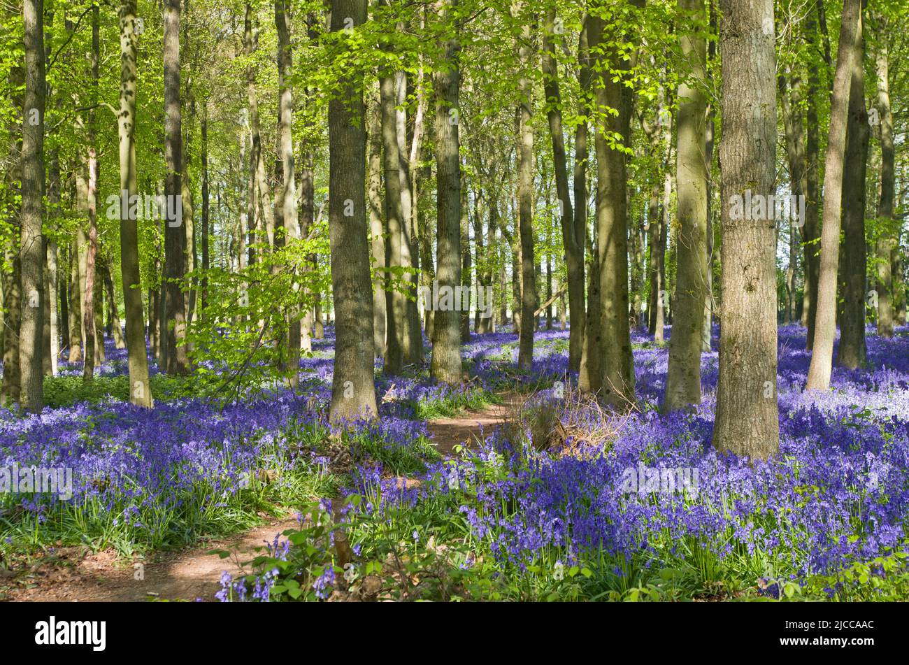 A path through the bluebells in Dockey Wood in spring in the UK Stock ...